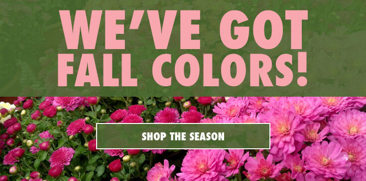 Danvers & Beverly Florist - Flower Delivery & Gifts: Currans Flowers