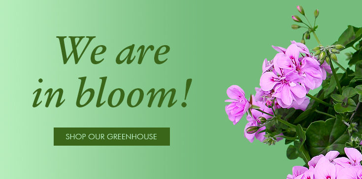Danvers & Beverly Florist - Flower Delivery & Gifts: Currans Flowers
