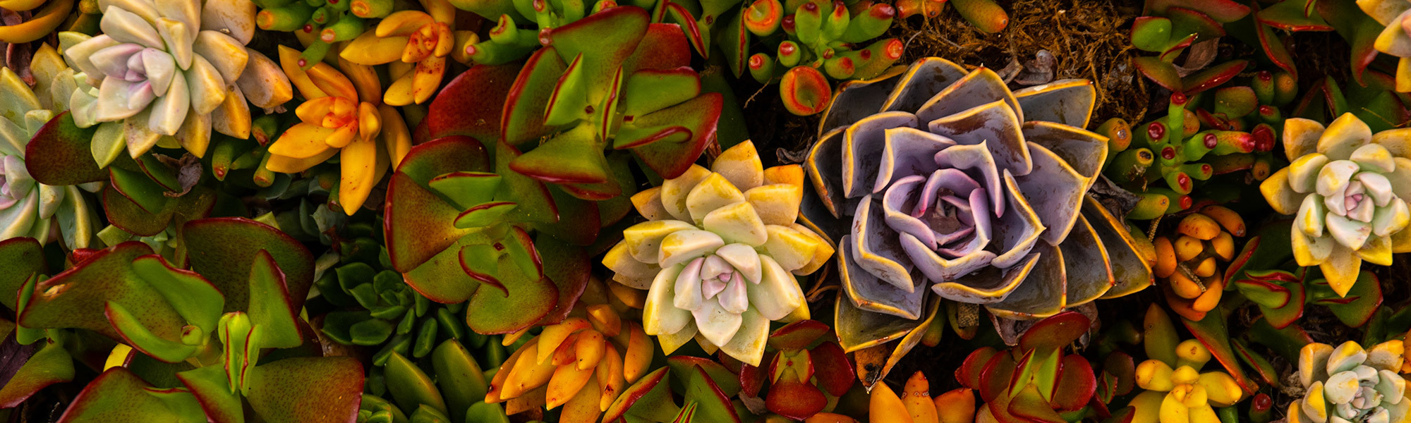 Danvers Florist - Same Day Flower Delivery Danvers - Currans Flowers