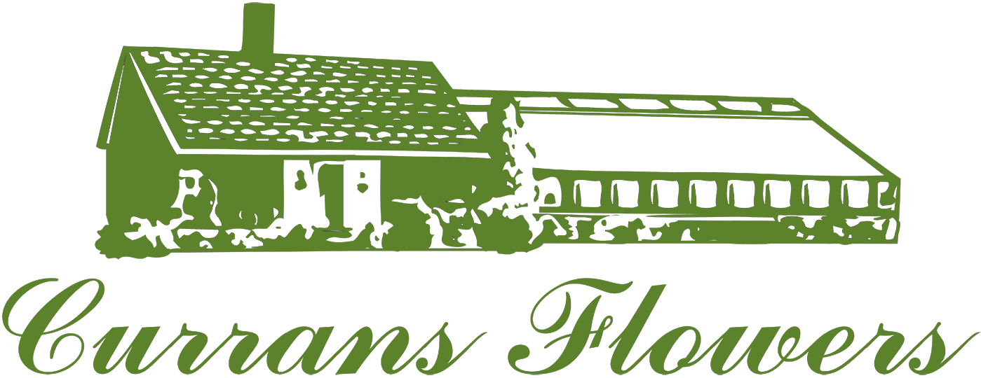 Currans Flowers - Flowers, Plants & Gift Delivery - Danvers, MA